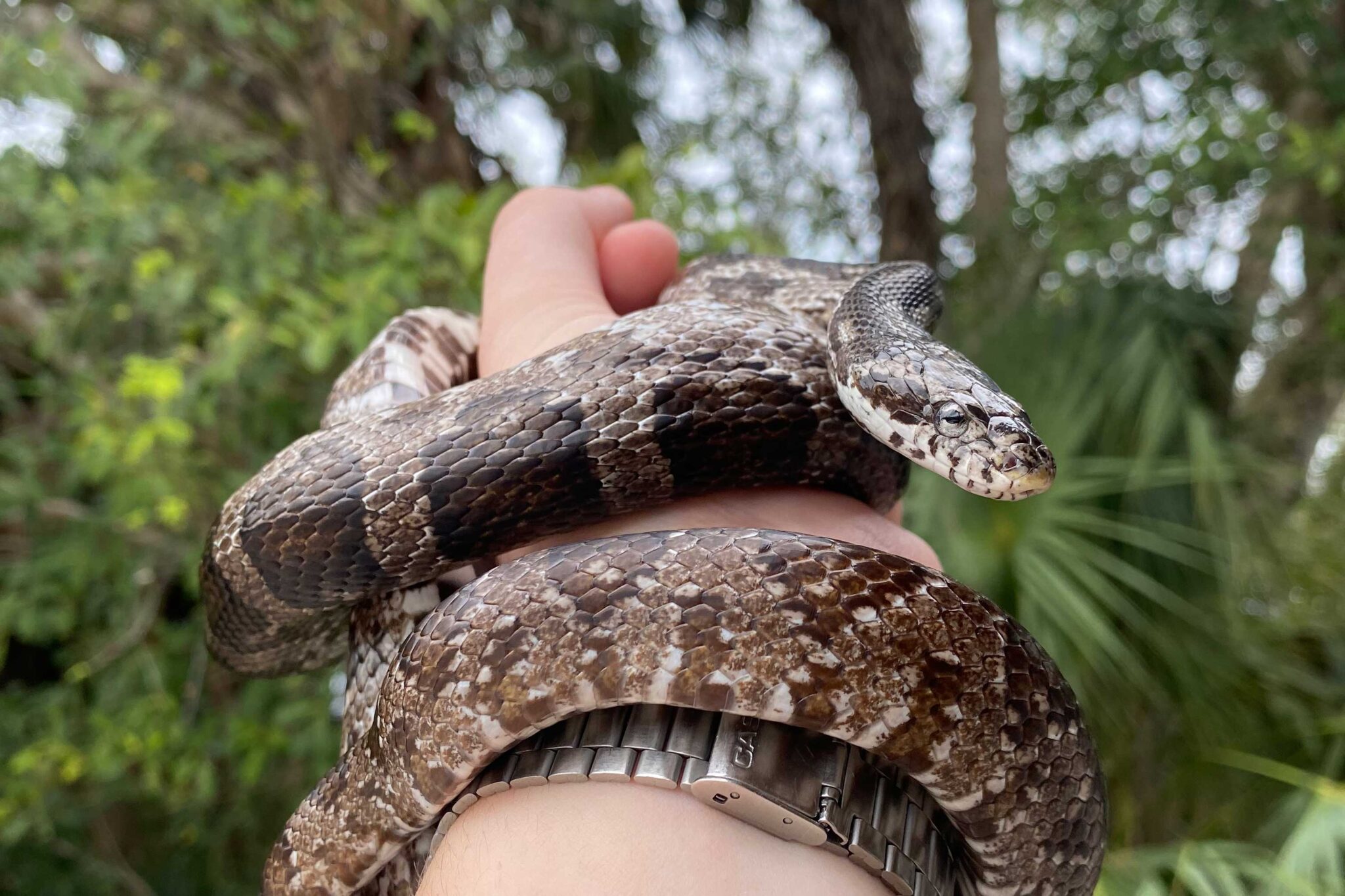 Secret Lives of Snakes - Friends of MacArthur Beach State Park, Inc.